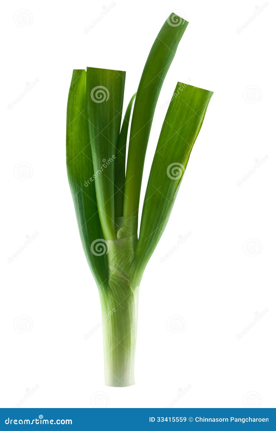 Green Fresh Leek stock image. Image of dietetic, vegetarian - 33415559