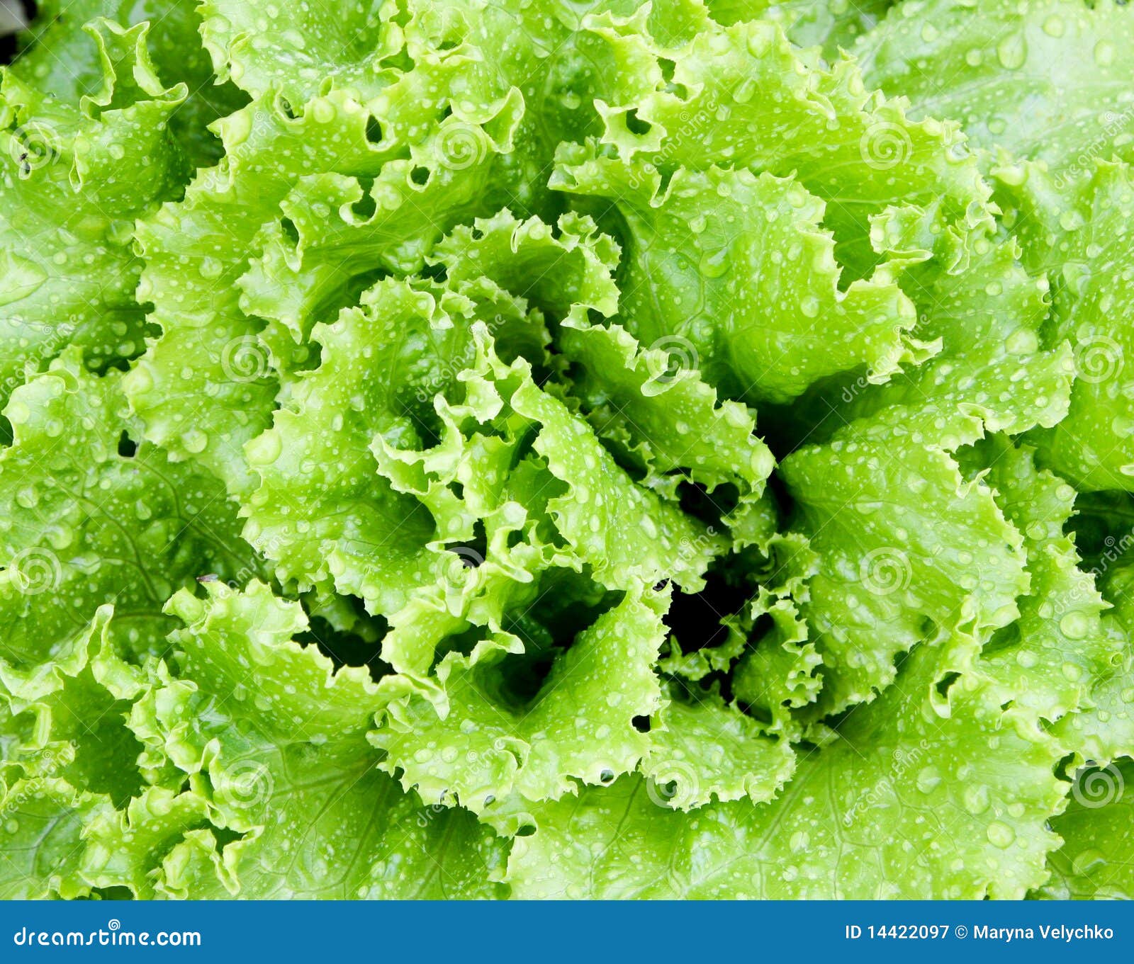 Green fresh lettuce stock image. Image of ingredient - 14422097