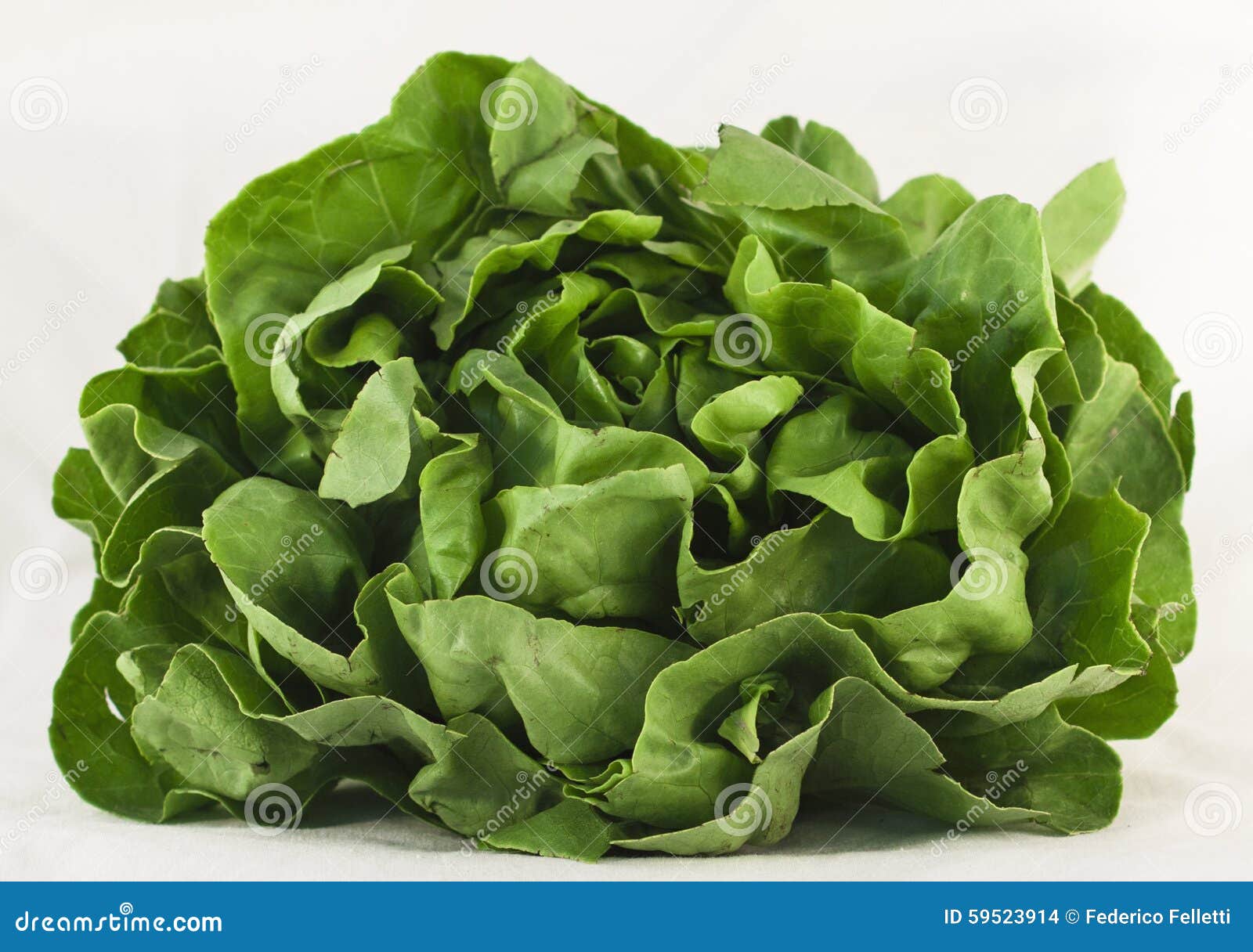 Green fresh lettuce stock photo. Image of life, diet - 59523914