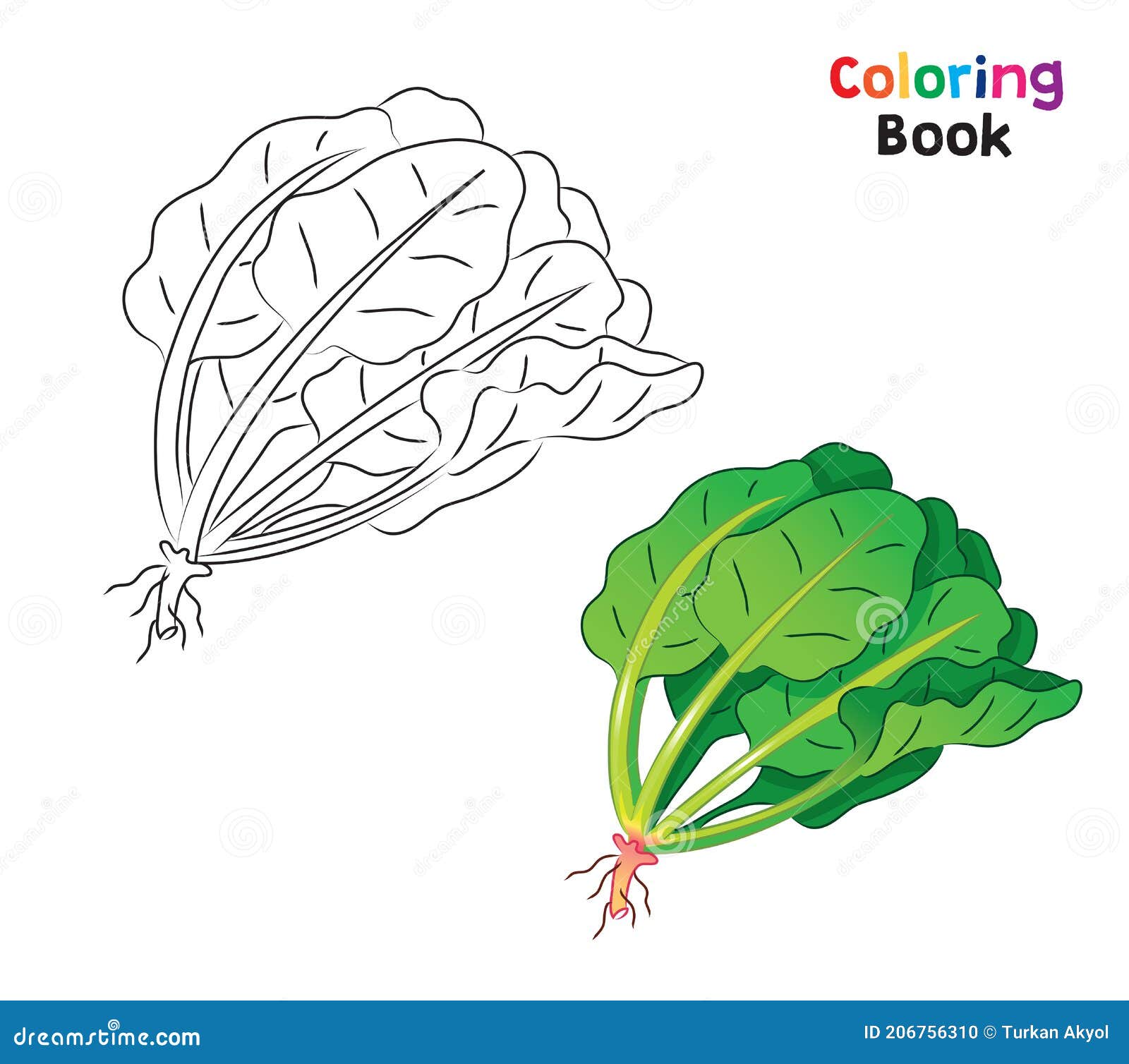 Lettuce Coloring Stock Illustrations – 205 Lettuce Coloring Stock ...