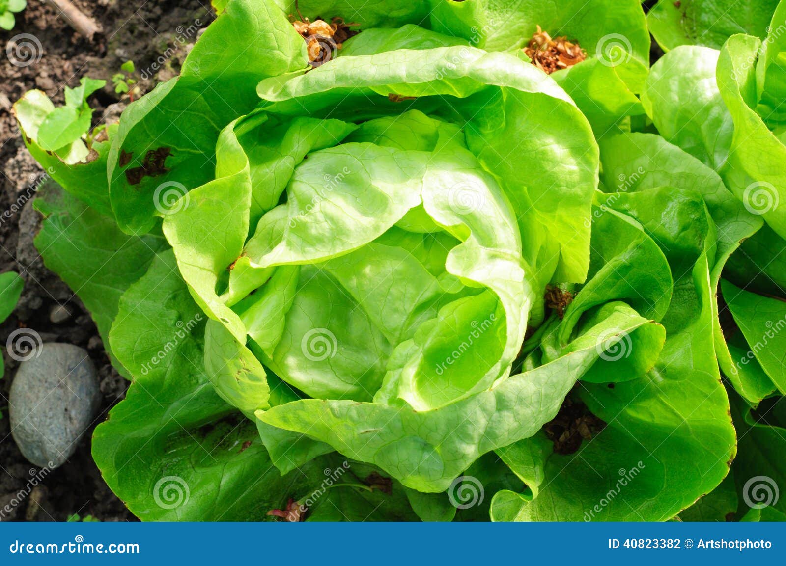 Green fresh lettuce stock photo. Image of food, vegetarian - 40823382