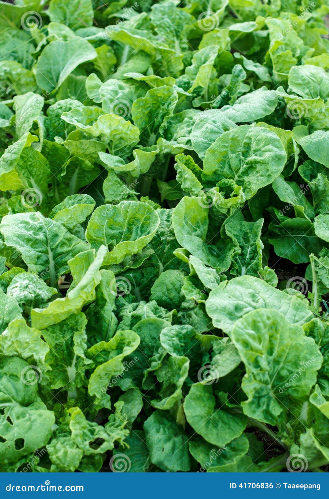 Green Fresh Lettuce in Garden Stock Photo - Image of foliage, garden ...
