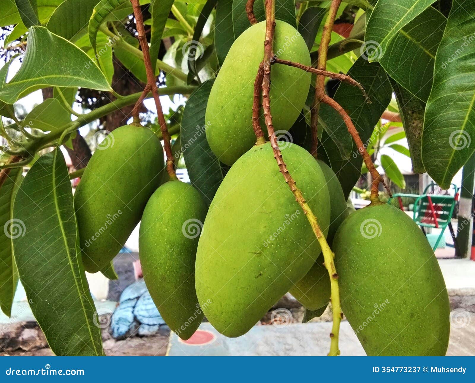 Green Fresh Mango Fruit on the Tree is Not yet Ripe Stock Image - Image ...