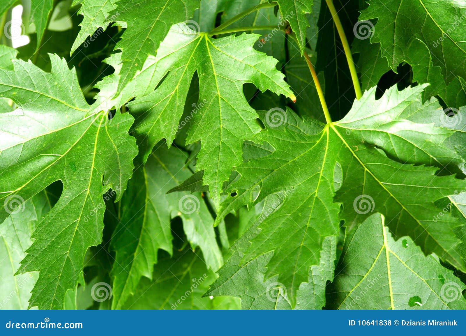 Green fresh maple leaves stock photo. Image of forest - 10641838