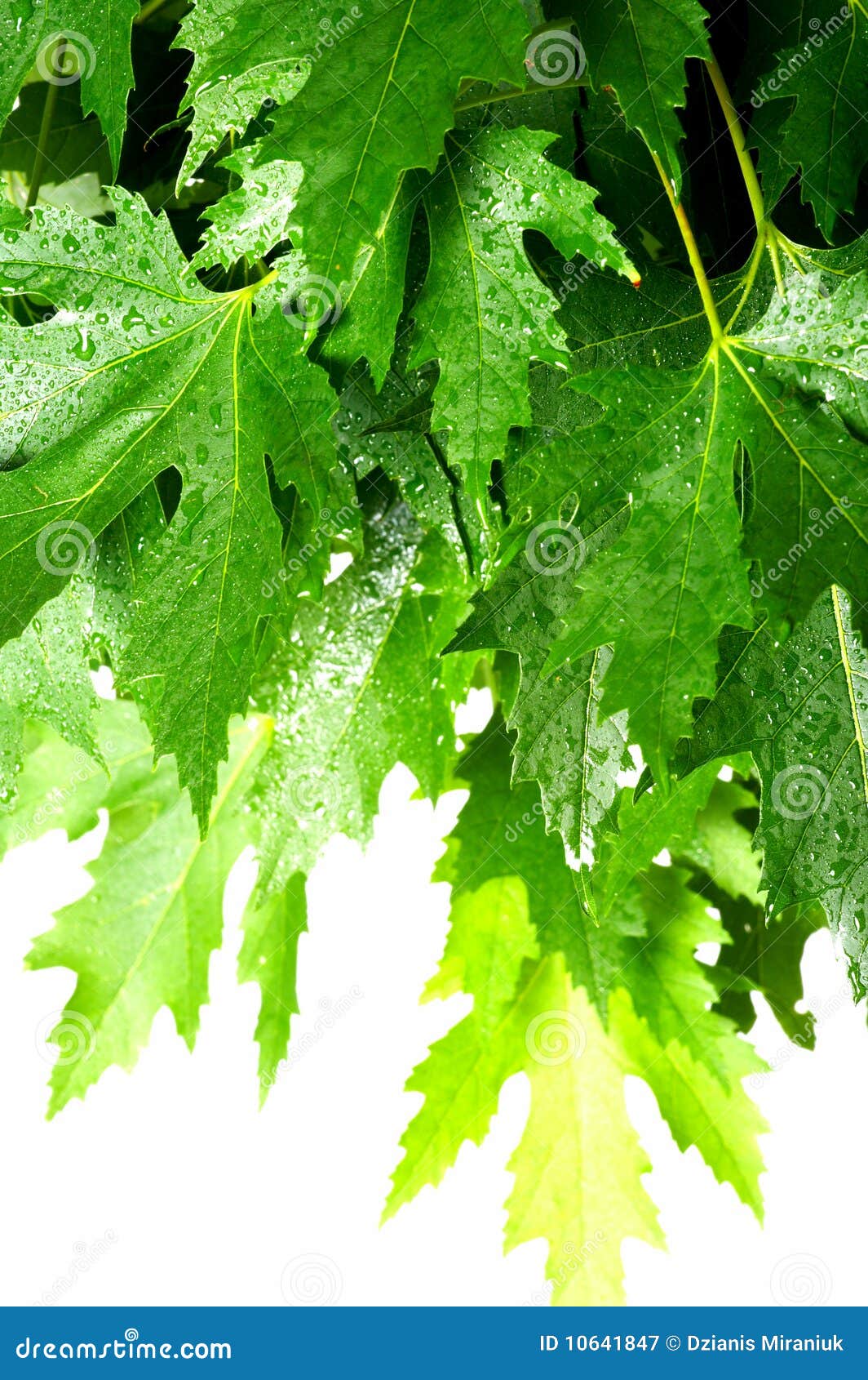 Green fresh maple leaves stock image. Image of growth - 10641847
