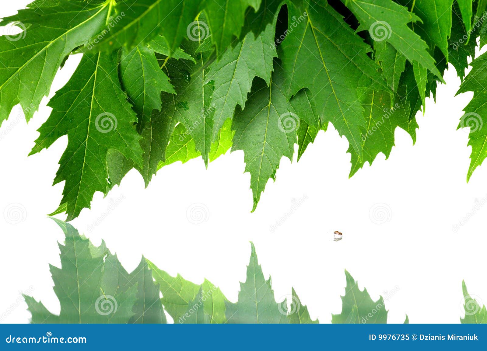 Green fresh maple leaves stock image. Image of growth - 9976735