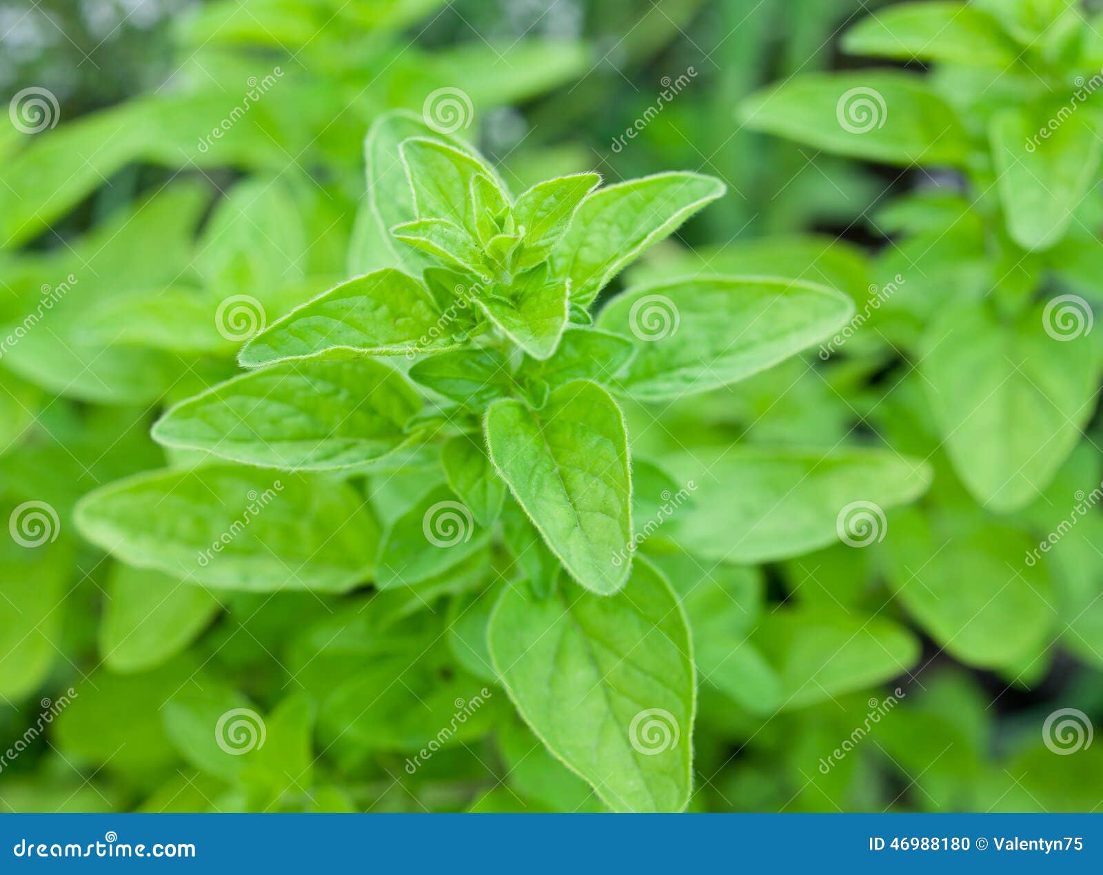 Green Fresh Marjoram Herbs. Stock Photo - Image of oregano, nutrition ...