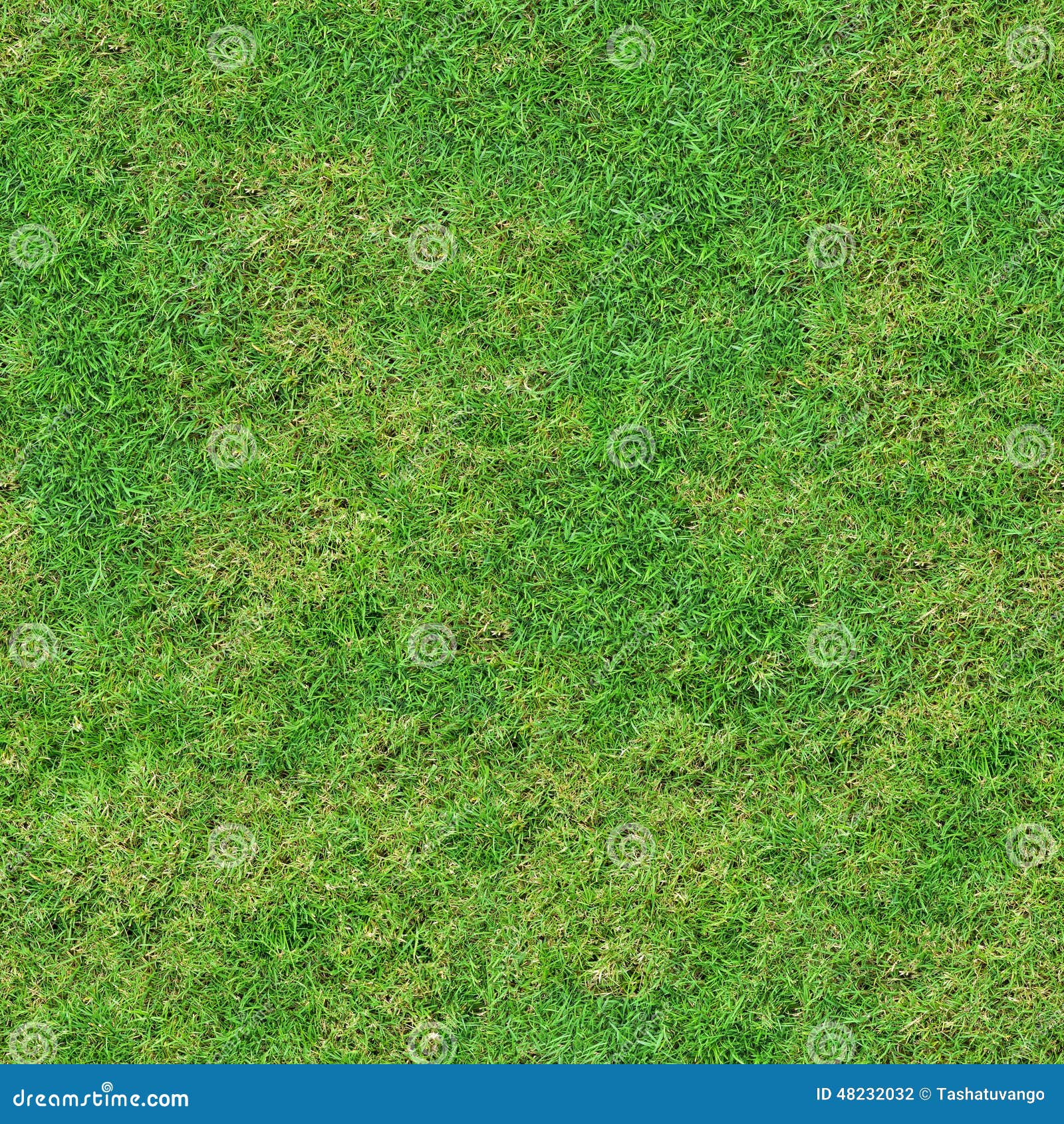 Green Fresh Meadow Grassland. Stock Photo - Image of garden, nature ...