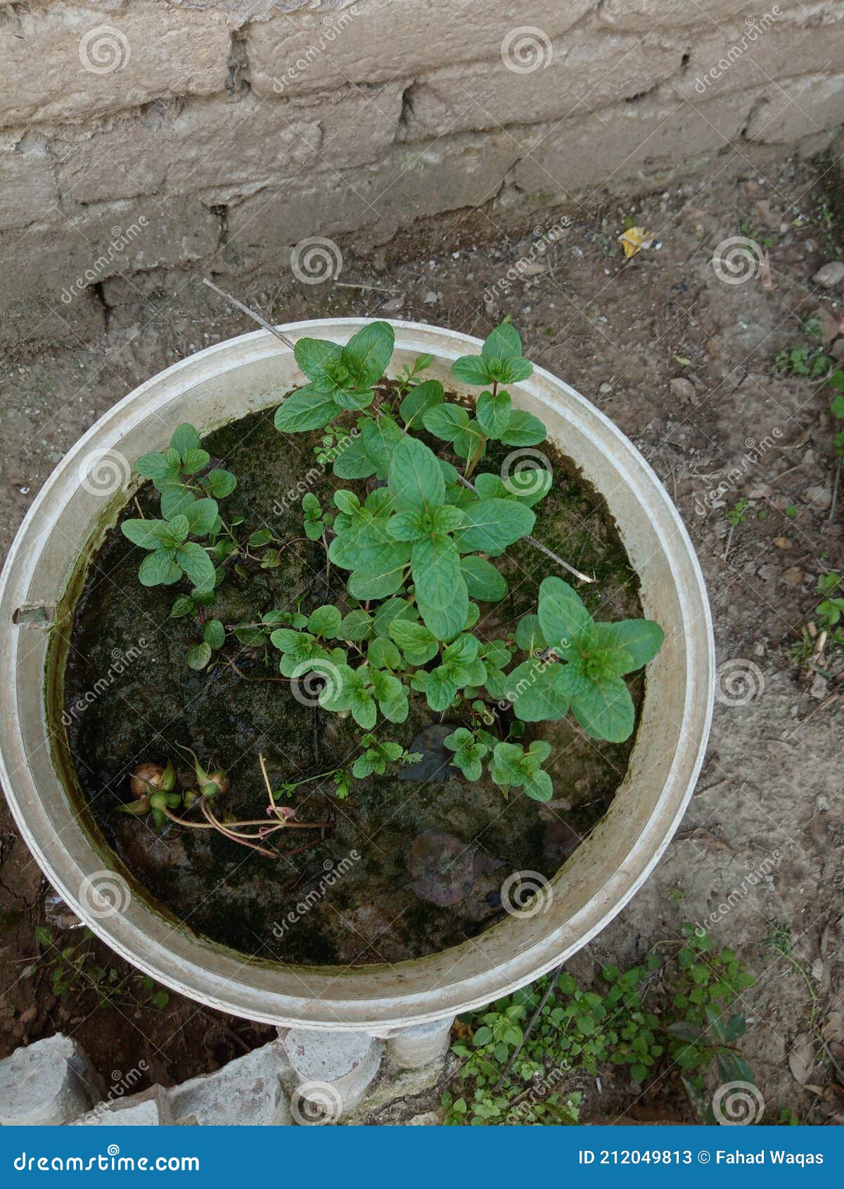 Green Fresh Mint in Flower Pot Beautiful Nature Stock Image - Image of ...
