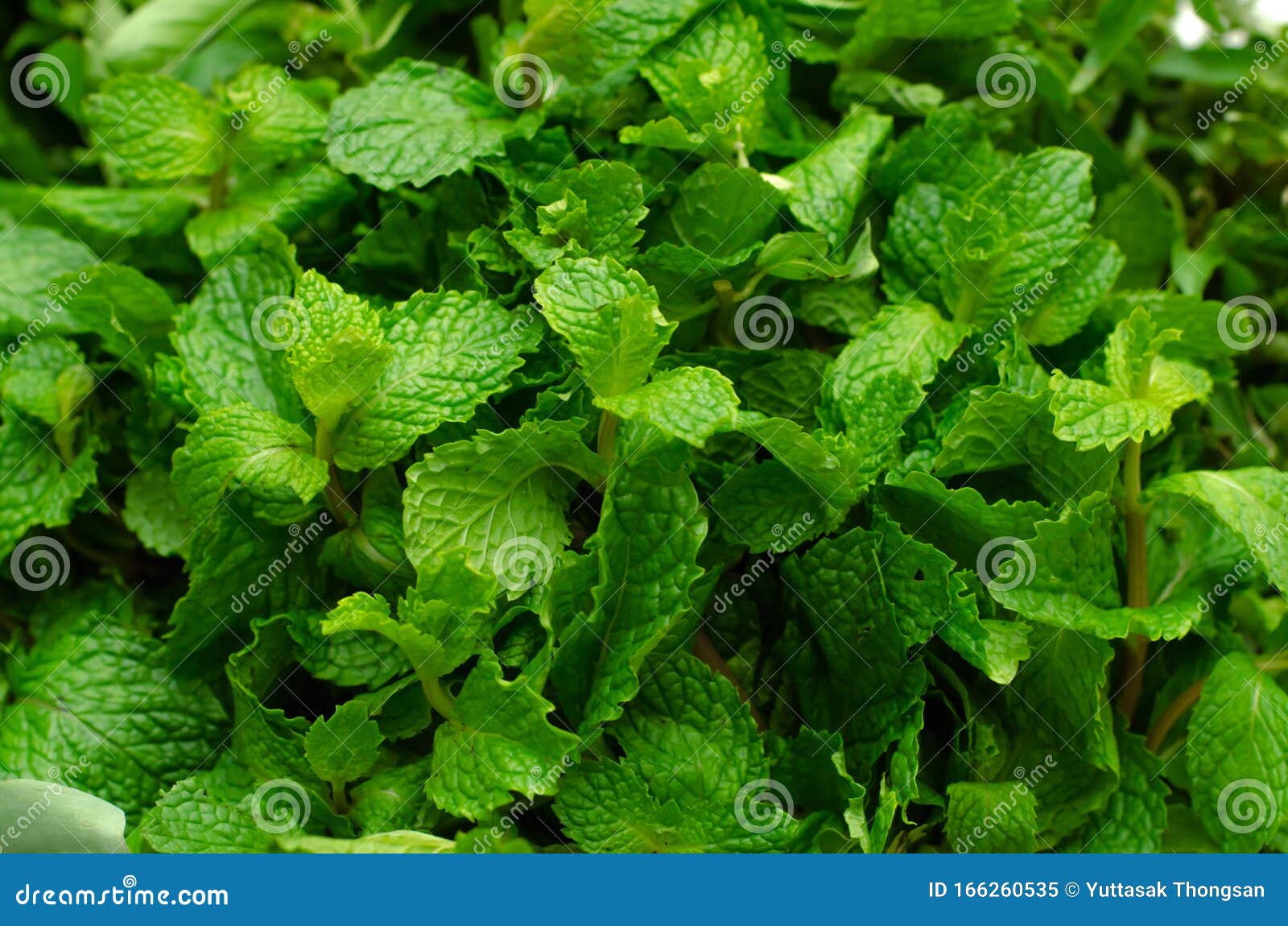 Green Fresh Mint Vegetables,close-up View Stock Image - Image of fresh ...