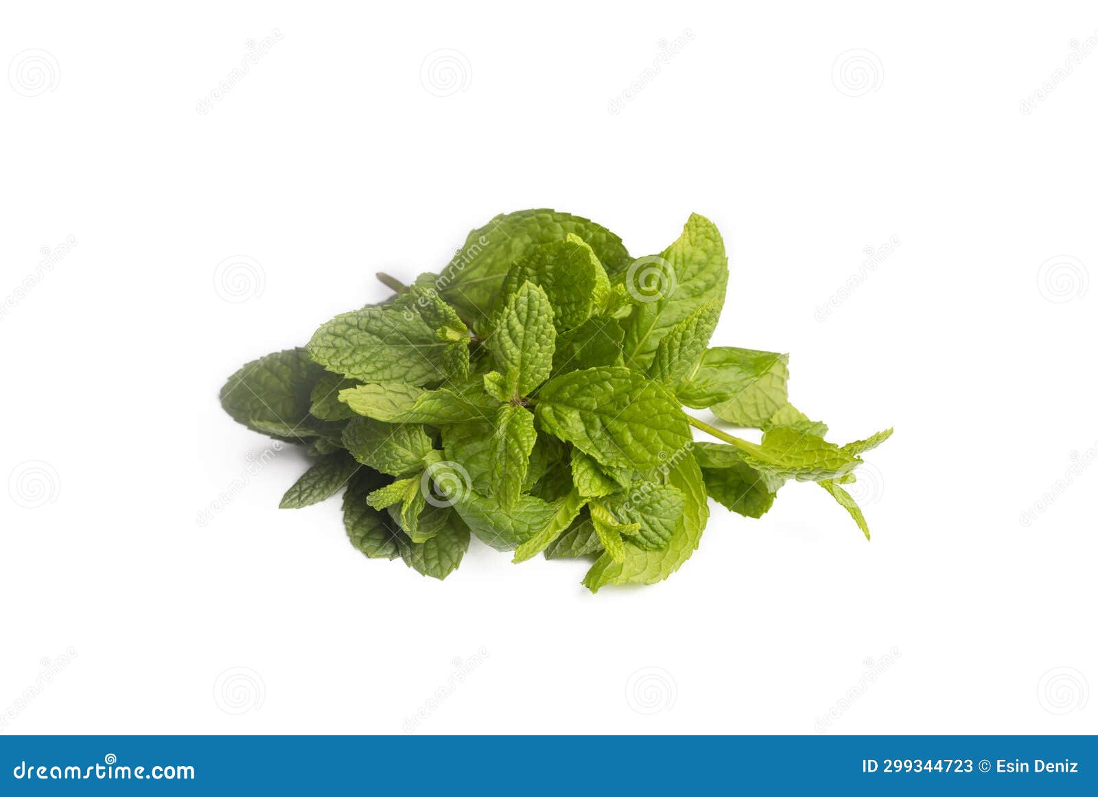 Green Fresh Mint on the White Background Stock Image - Image of ...
