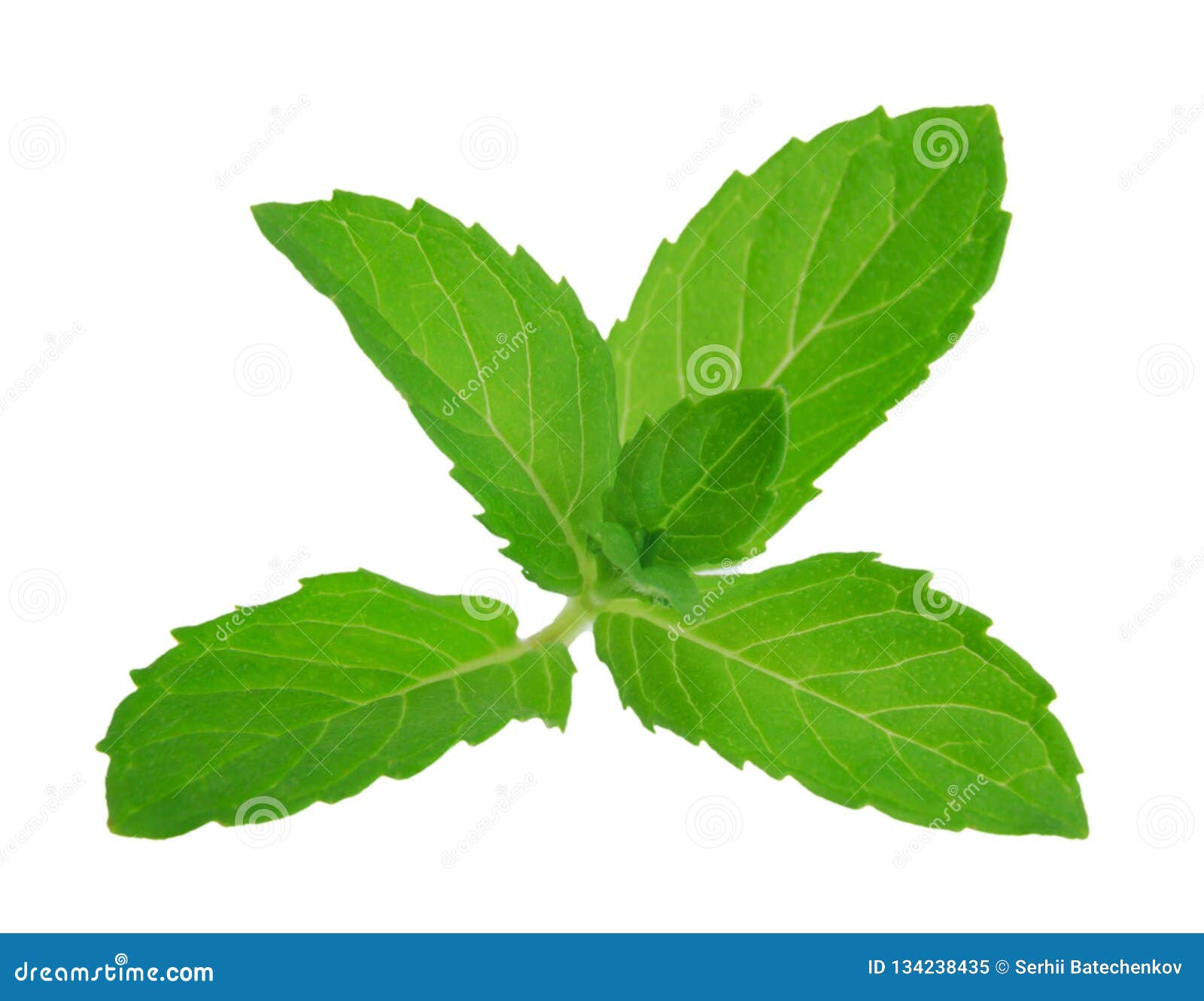 Green Fresh Mint on White Background Stock Image - Image of fragrant ...