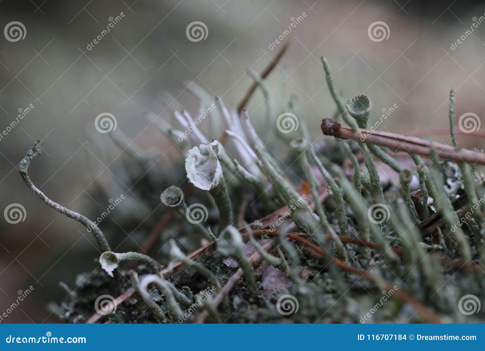 Green and Blue Moss in a Deep Forest. Spring. Macro Stock Photo - Image ...