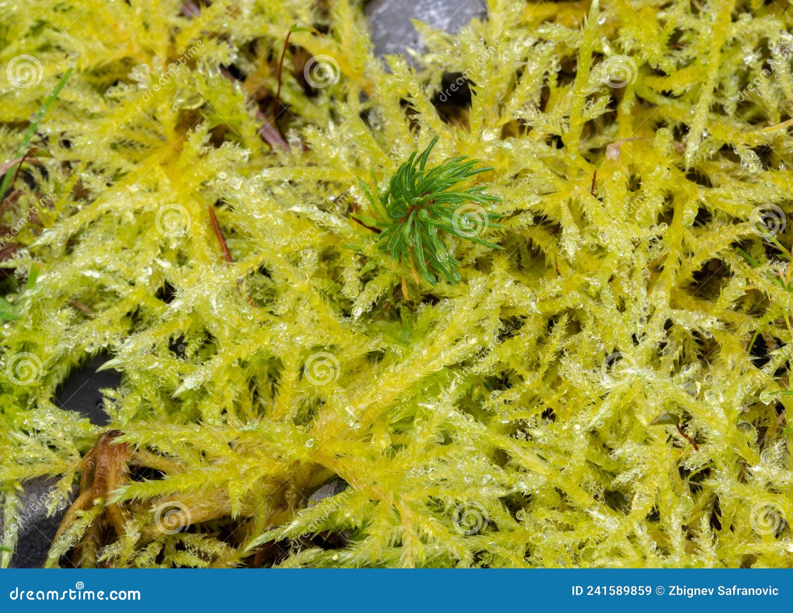 Green Fresh Moss in the Forest. the North Side of the Tree in a Shady ...
