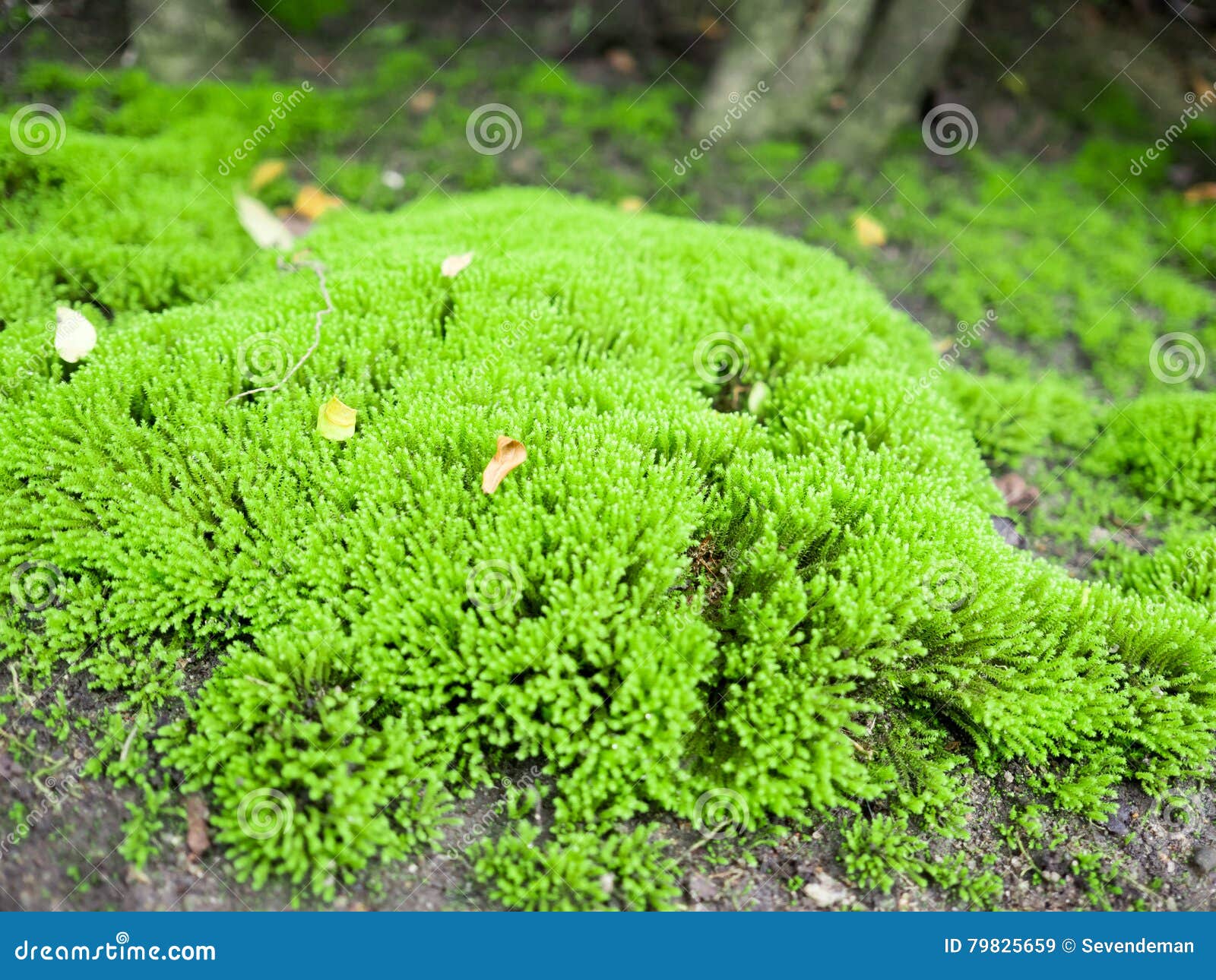 Green fresh moss on soil. stock image. Image of closeup - 79825659