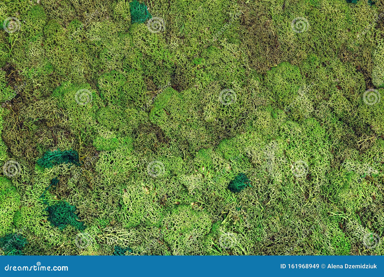 Green Fresh Moss Wall Texture. Stock Image - Image of mossy, color ...