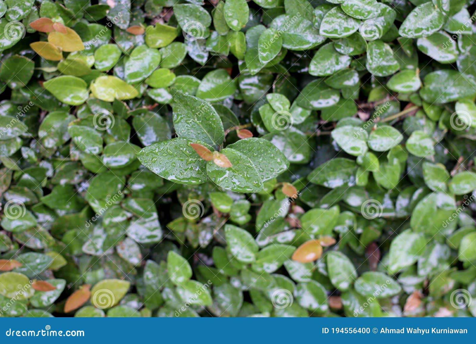 Green fresh natural leaf stock photo. Image of leaf - 194556400