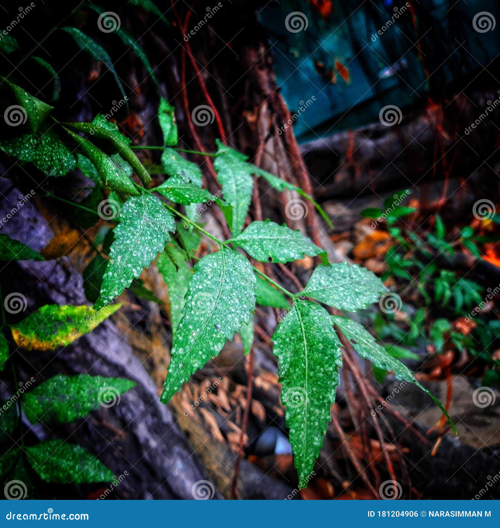 Green Fresh Neem Tree Leaves Stock Photo - Image of leaves, neem: 181204906