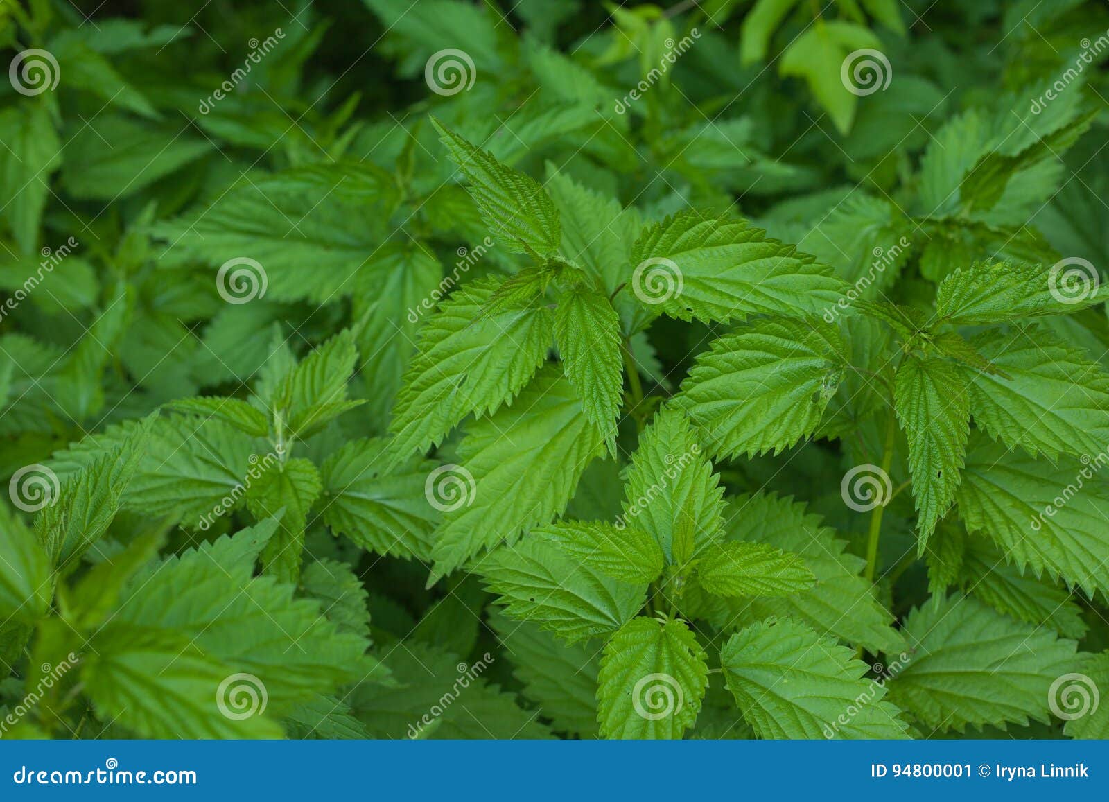 Green Fresh Nettle Background. Stinging Nettle Concept Design. Stock ...