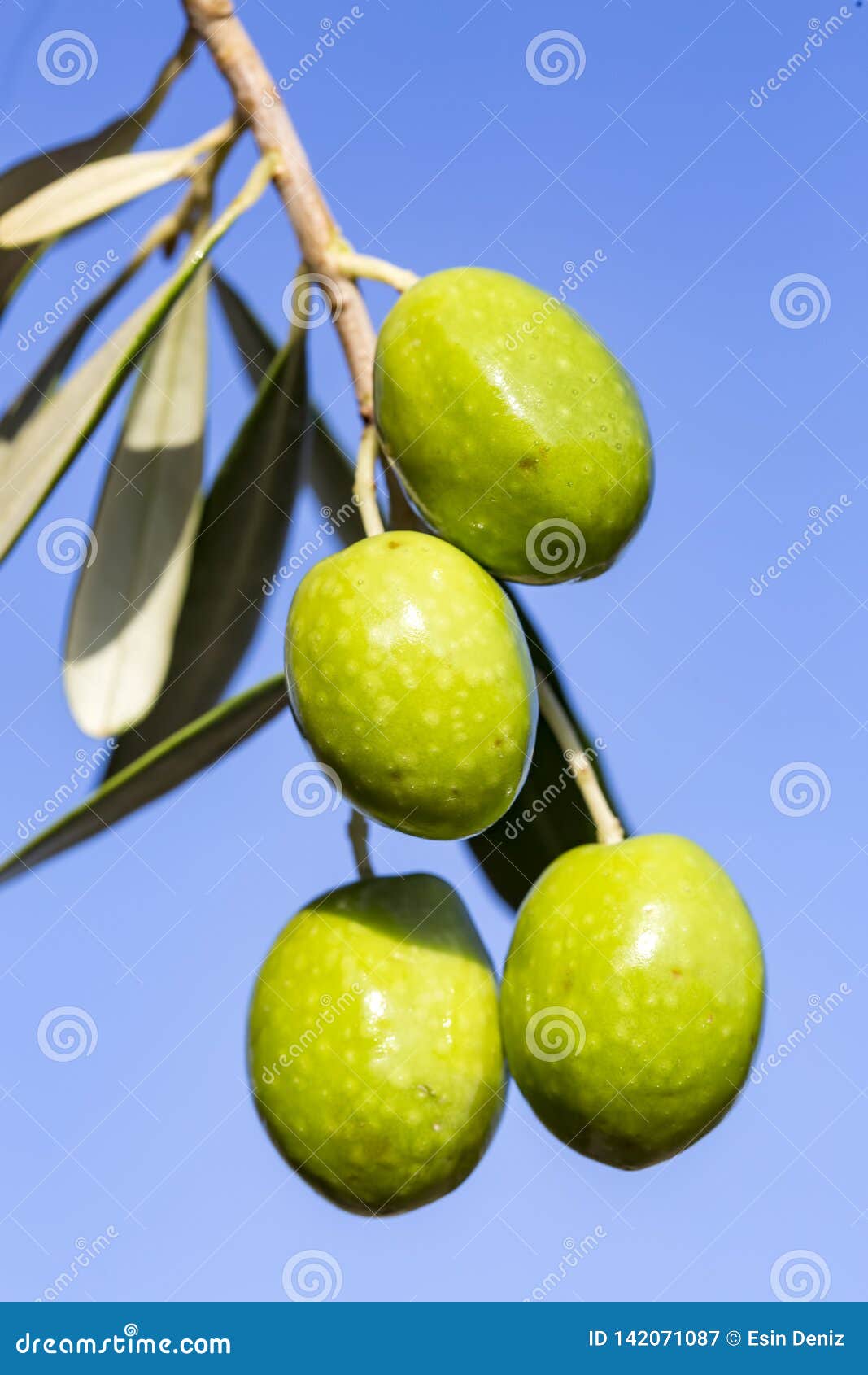 Green Fresh Organic Olive Tree in Nature Stock Image - Image of ...