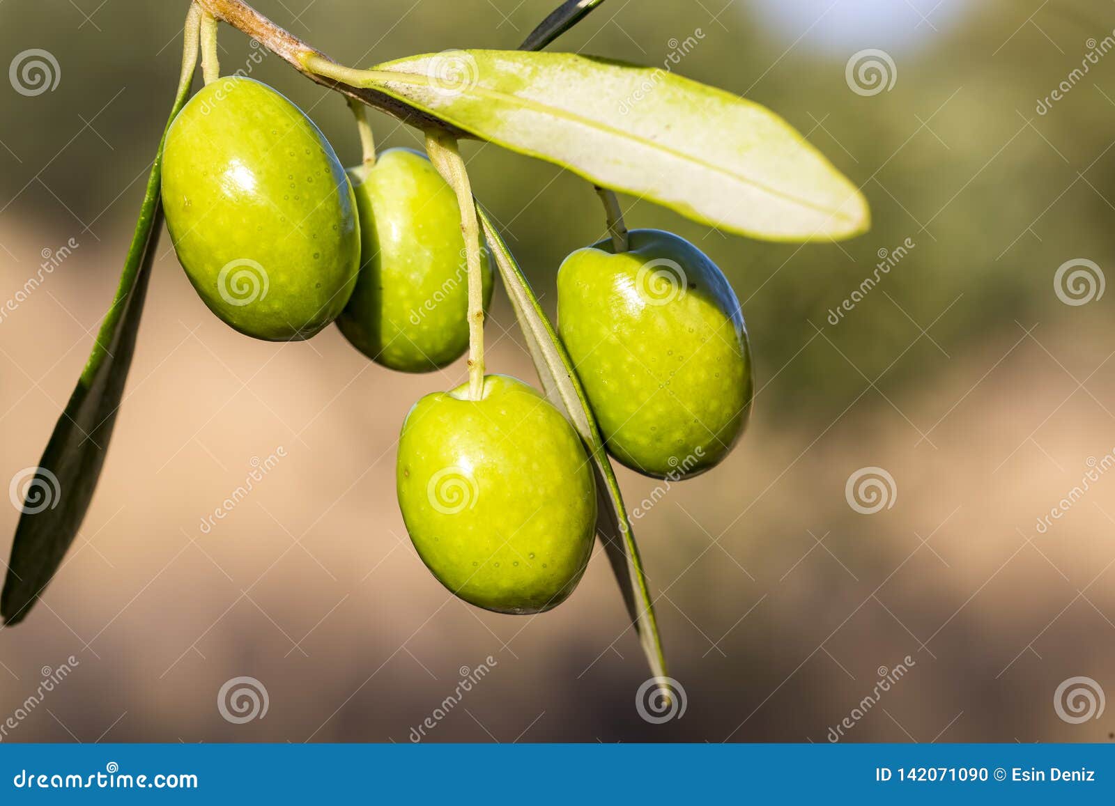 Green Fresh Organic Olive Tree in Nature Stock Photo - Image of leaf ...