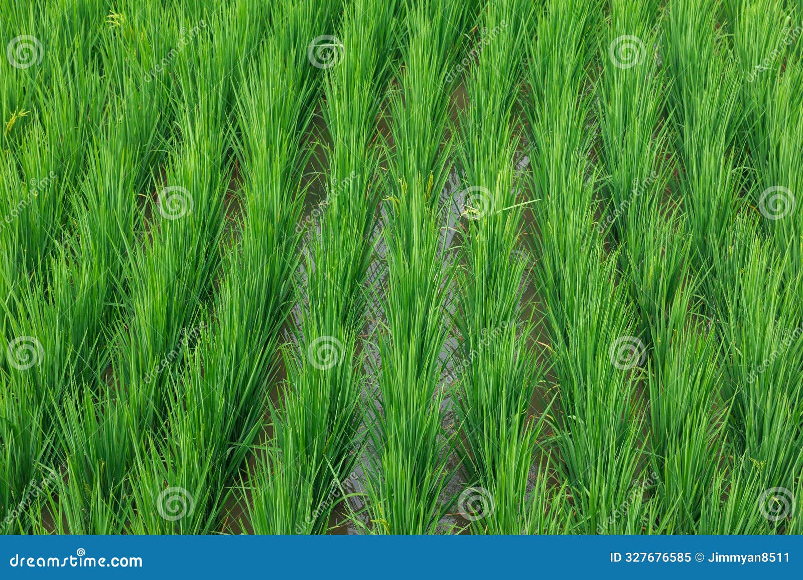 Green Fresh Paddy Field Background Stock Image - Image of agriculture ...