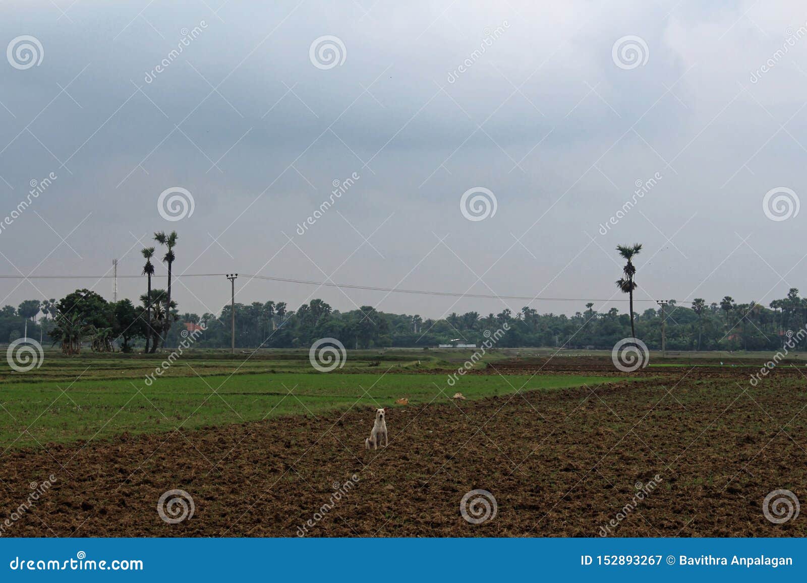 Green fresh paddy field stock image. Image of environment - 152893267