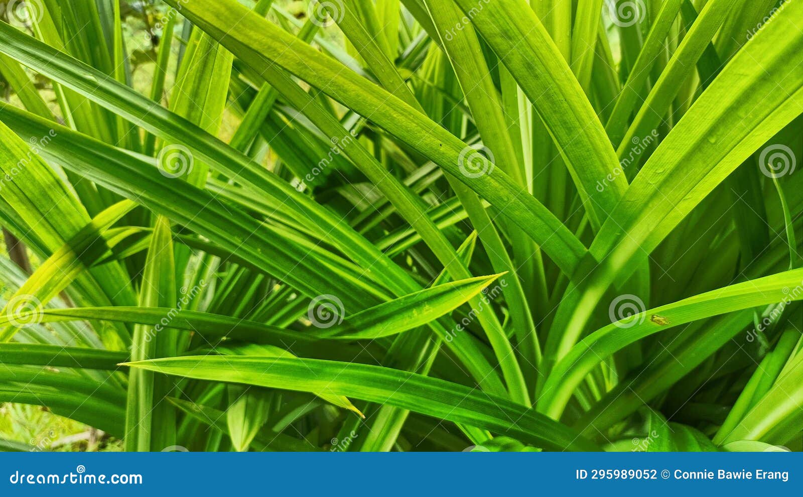 Green and Fresh Pandan Leaves in the Garden Stock Photo - Image of ...
