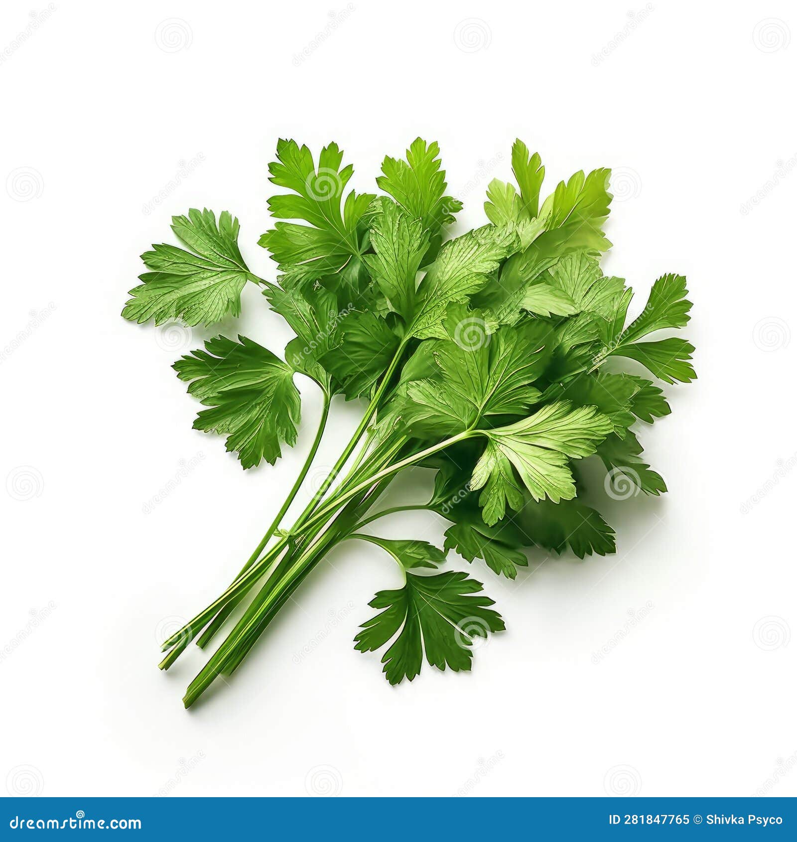 Green Fresh Parsley on White Background Picture Stock Illustration ...