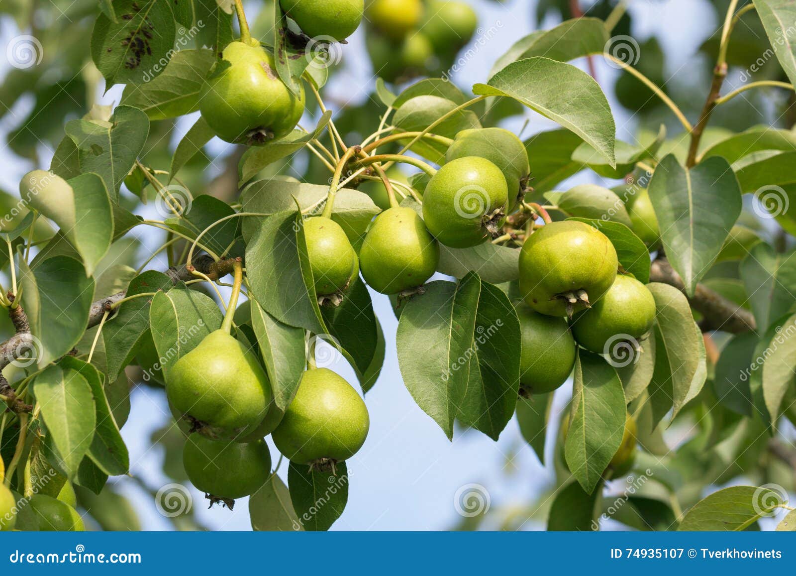 Green fresh pears stock image. Image of ample, pear, agricultural ...