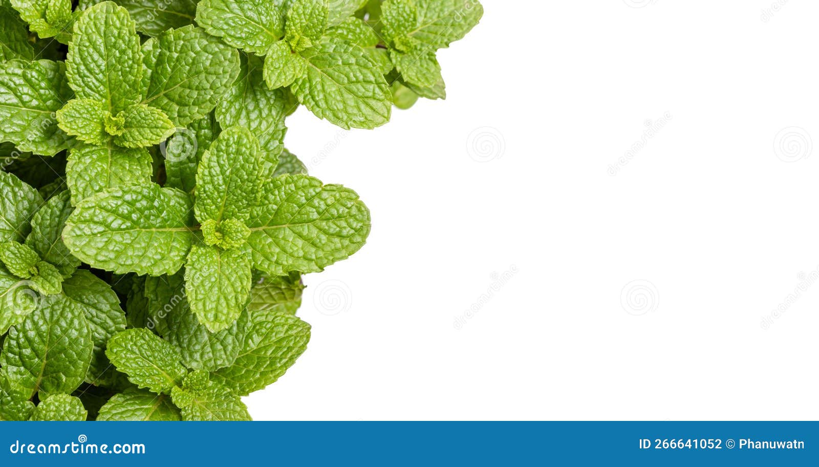 Green Fresh Peppermint Isolated on White Background Stock Photo - Image ...