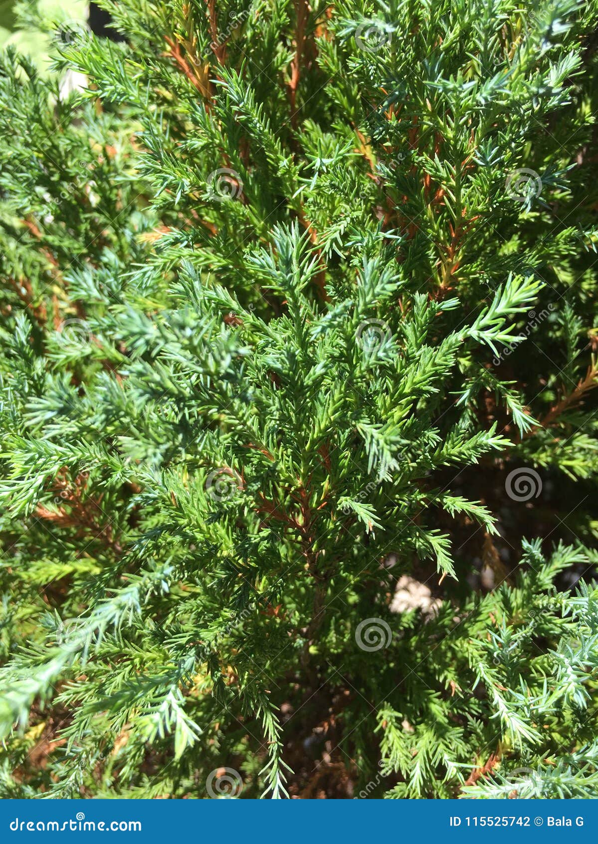 Green fresh pine trees stock photo. Image of fresh, pine - 115525742