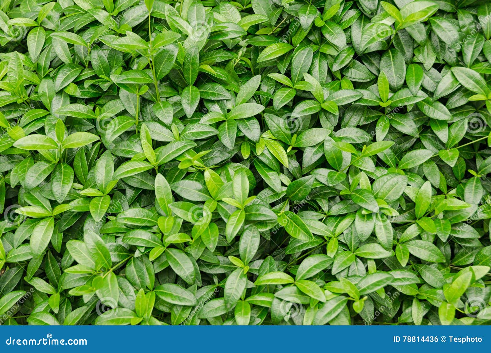 Green fresh plants stock photo. Image of pattern, growing - 78814436