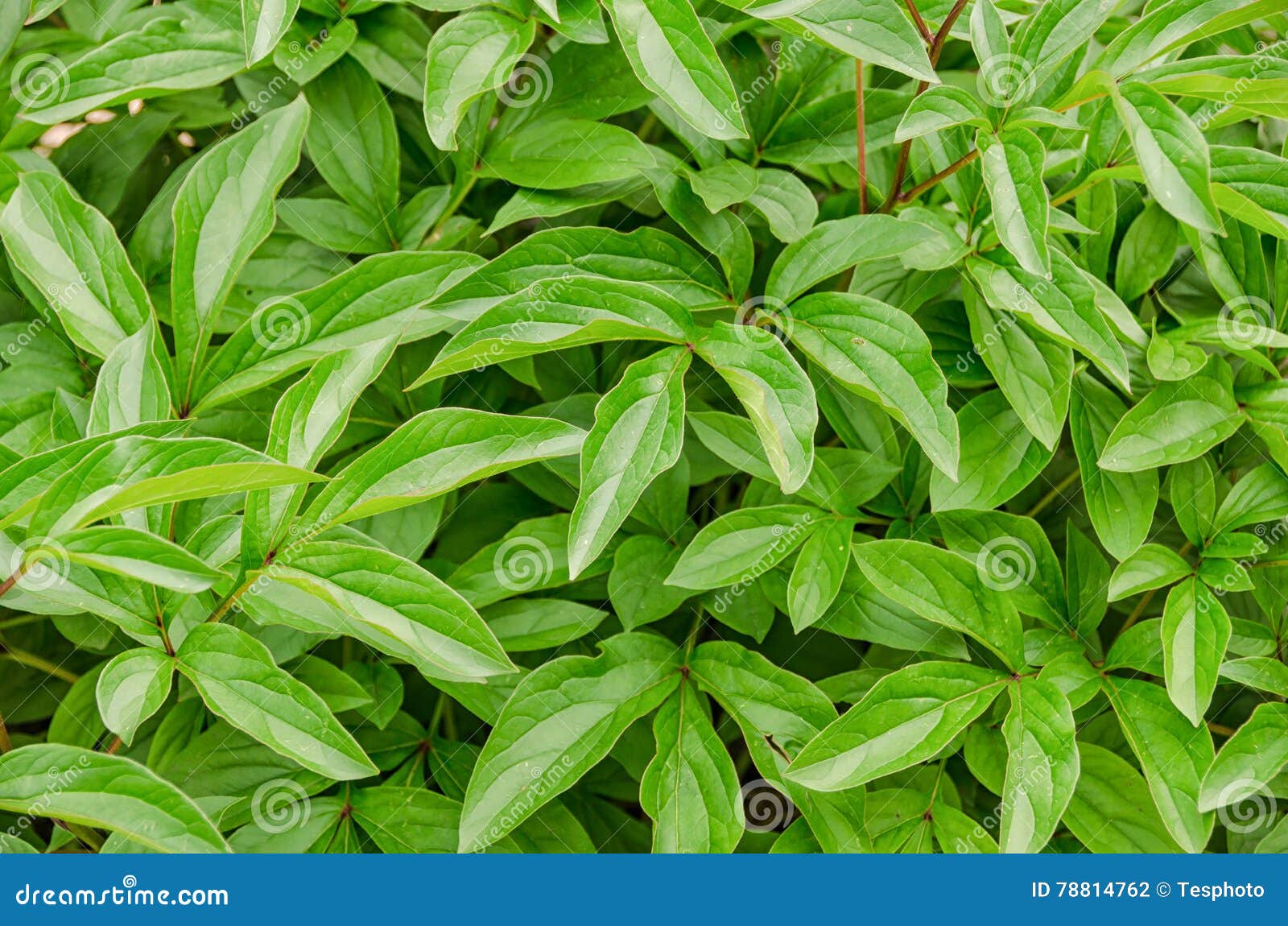 Green fresh plants stock photo. Image of garden, farming - 78814762