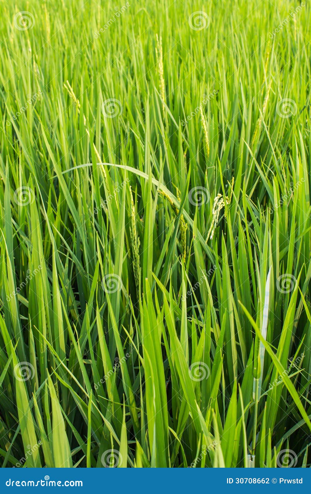 Green fresh rice fields stock photo. Image of meadow - 30708662