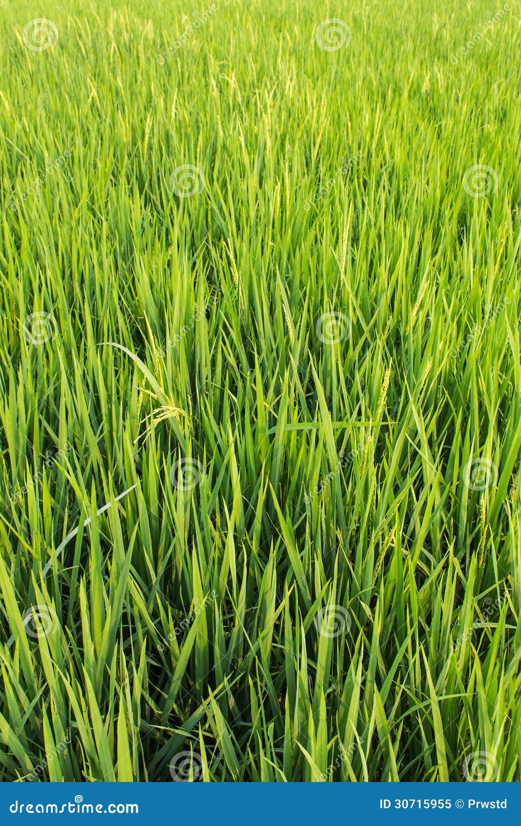 Green fresh rice fields stock image. Image of background - 30715955