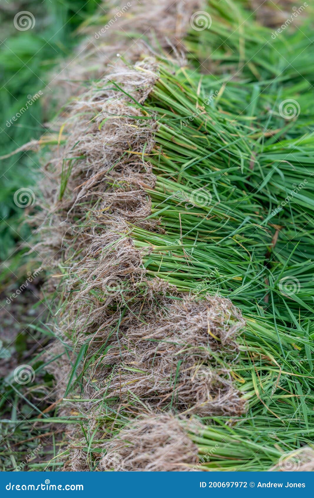Green Fresh Rice Plant with Roots Resting Stock Photo - Image of fresh ...
