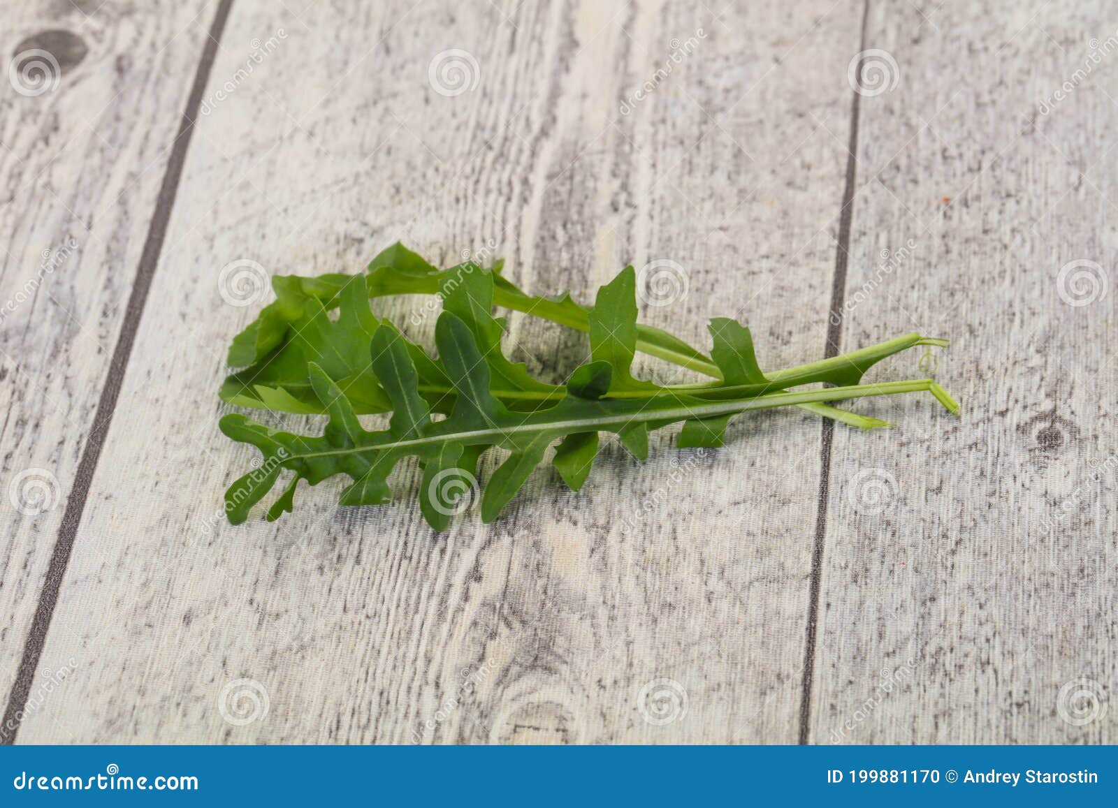 Green fresh Rocket leaves stock photo. Image of spring - 199881170