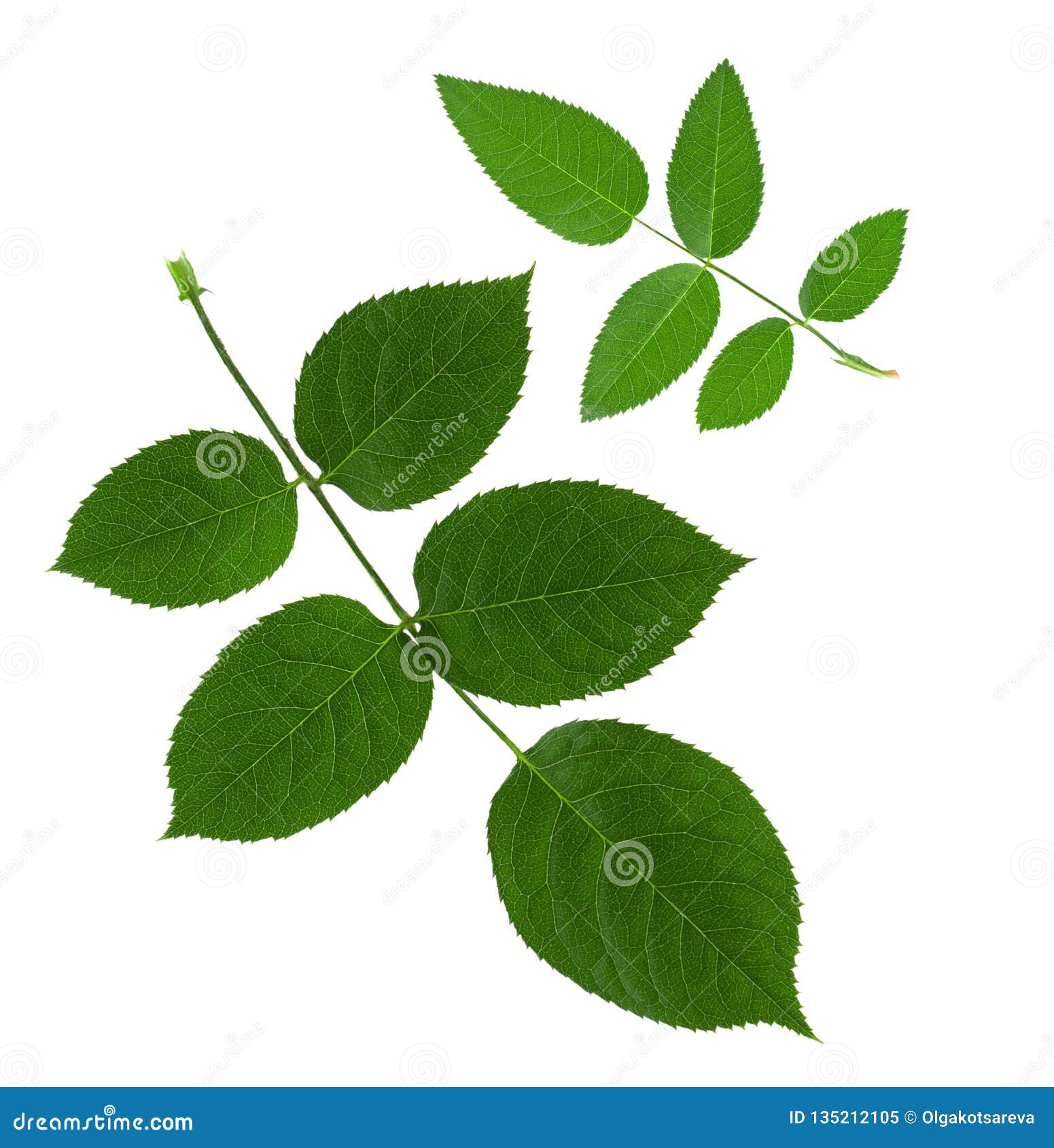 Green Fresh Rose Leaf Isolated on White Background Stock Image - Image ...