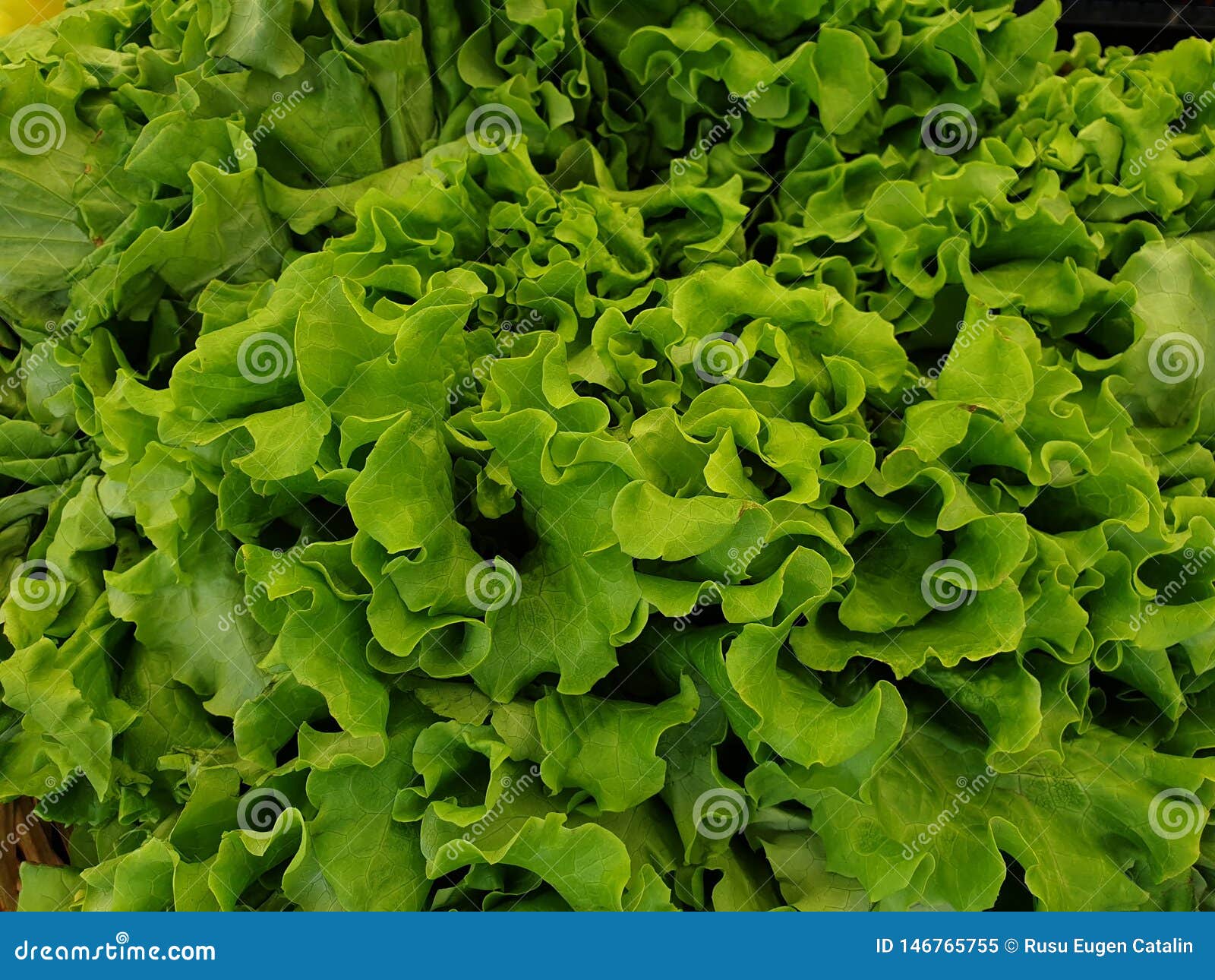 Green Fresh Salad Bio Food Vegetables Stock Image - Image of vegetables ...