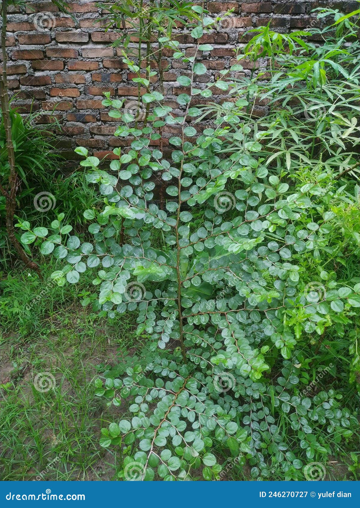 Green and Fresh Sidr Tree in the Park Stock Image - Image of fruit ...