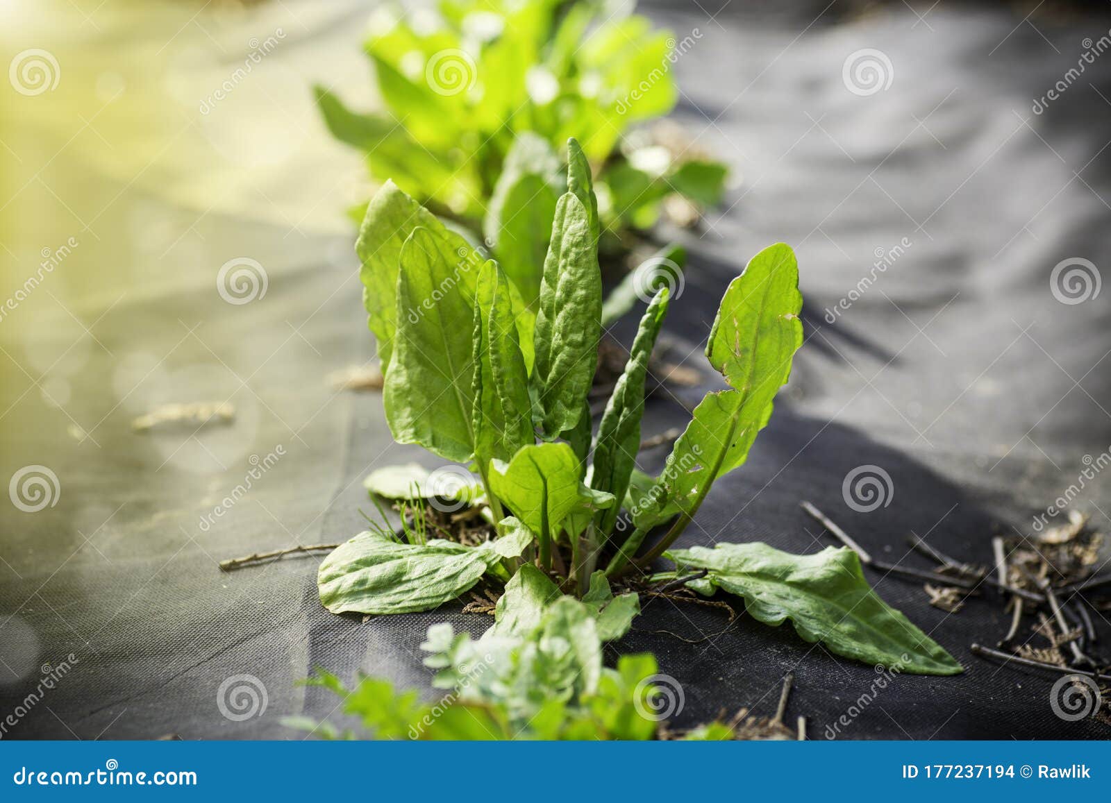 Green Fresh Sorrel Grows in Agrofiber Outdoors Stock Photo - Image of ...