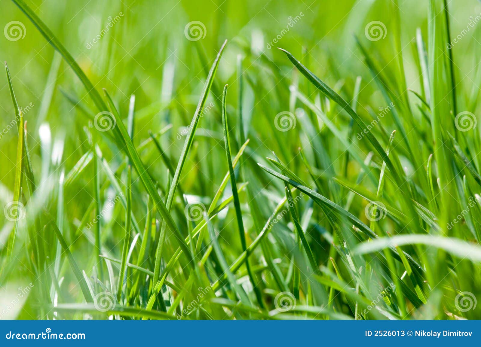 Green fresh spring grass stock image. Image of colorful - 2526013