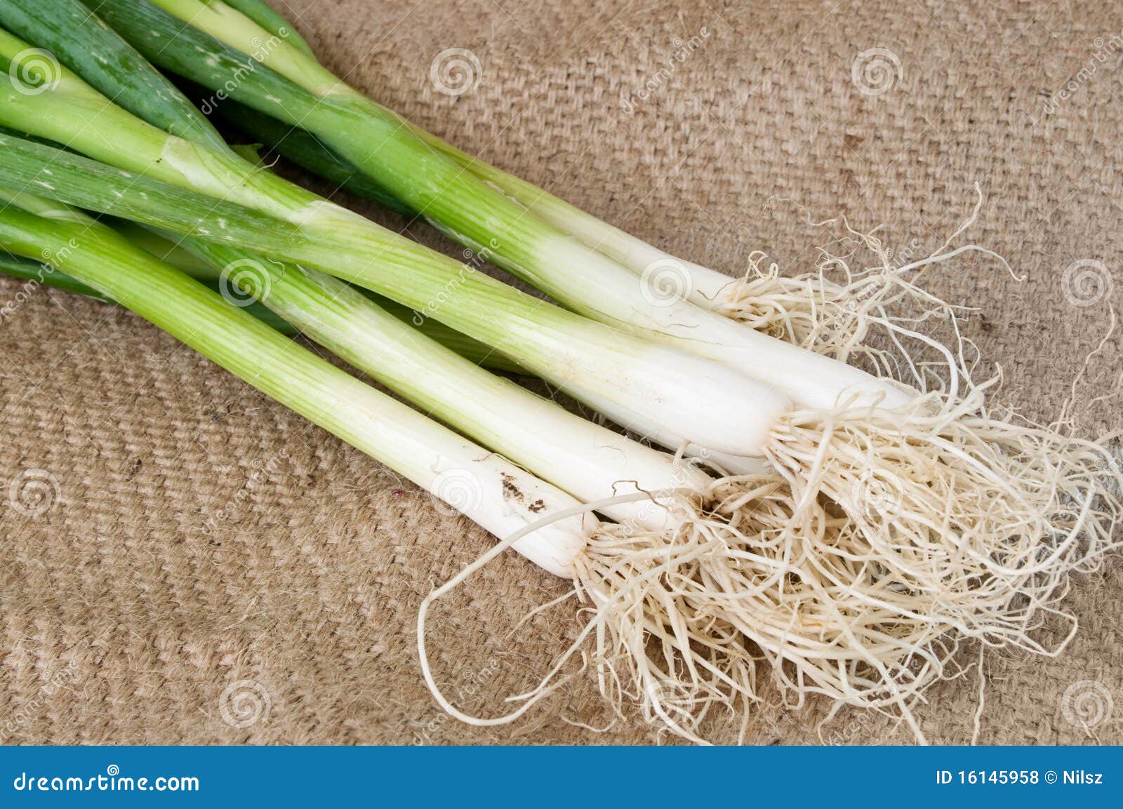 Green fresh spring onion stock photo. Image of bundle - 16145958