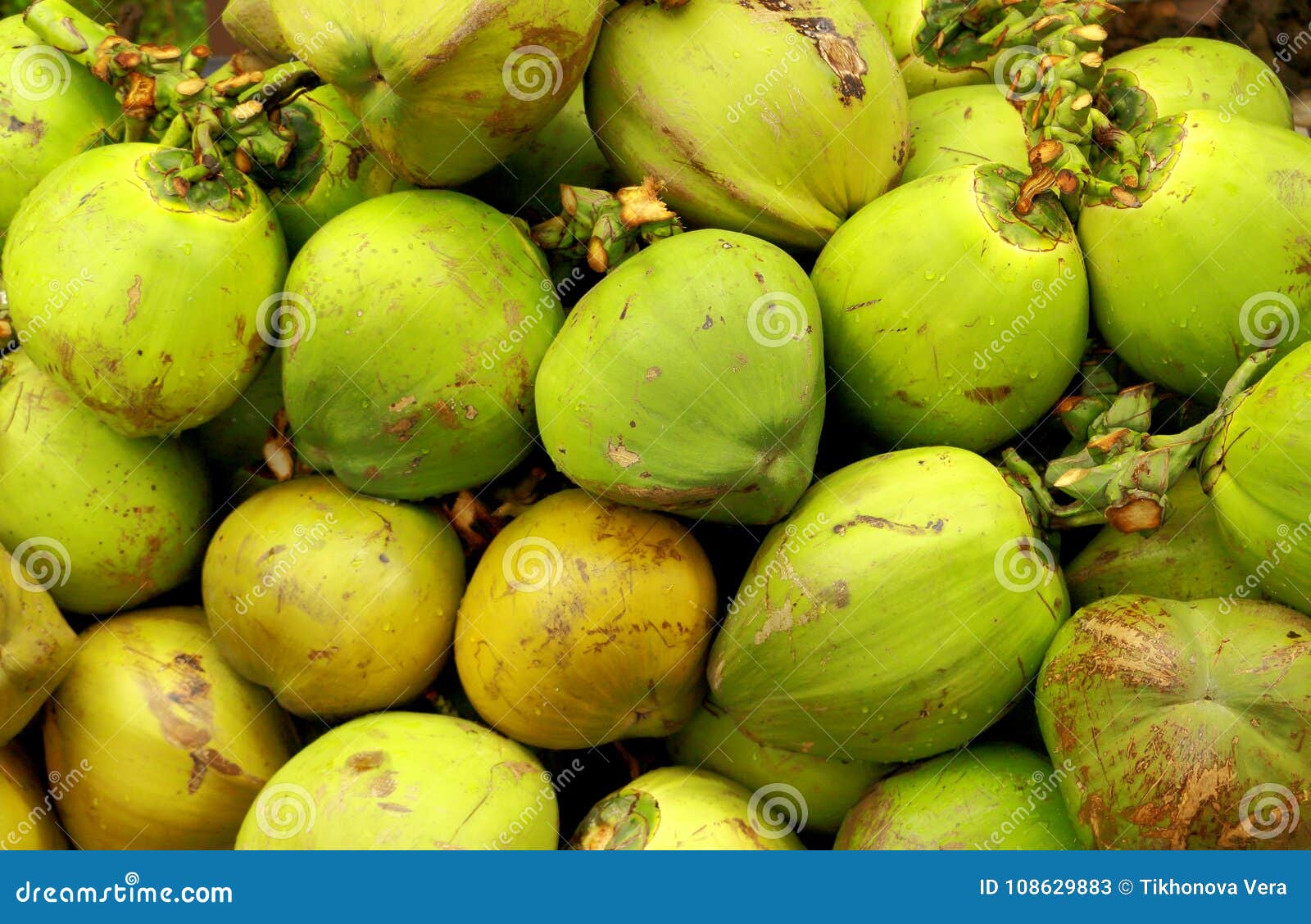Green Young Fresh Coconuts Texture Stock Image - Image of organic ...