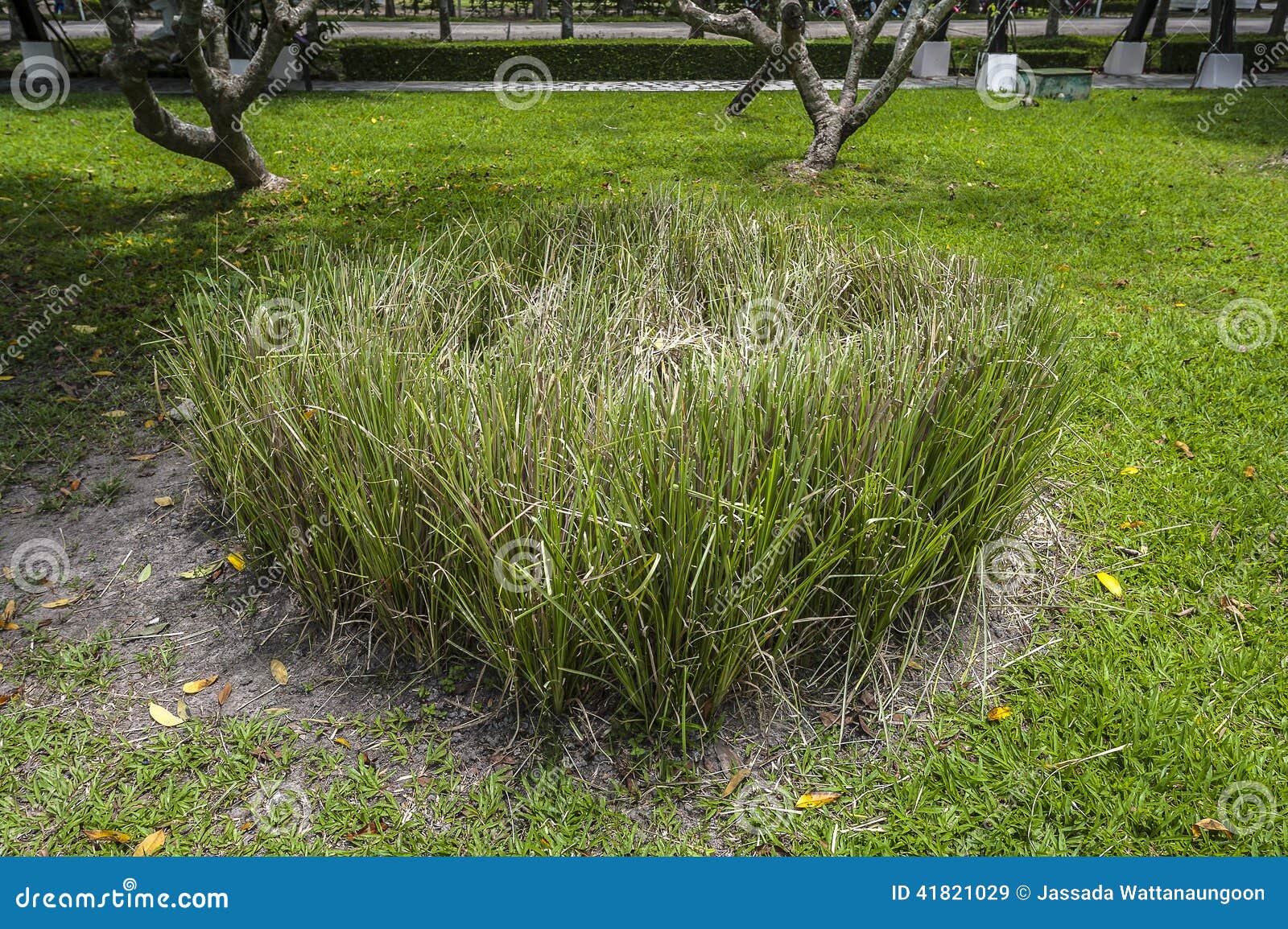 Green fresh vetiver Grass stock image. Image of grass - 41821029