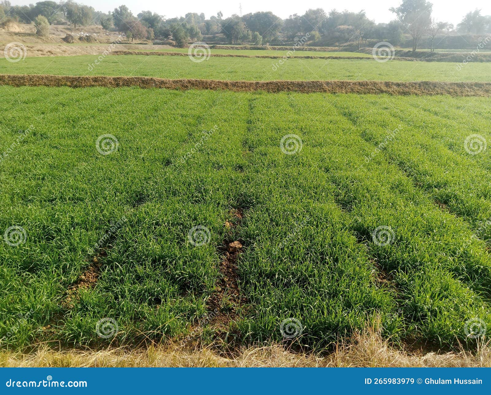 Green Fresh Wheat Fields in Misrial Pakistan. Stock Image - Image of ...