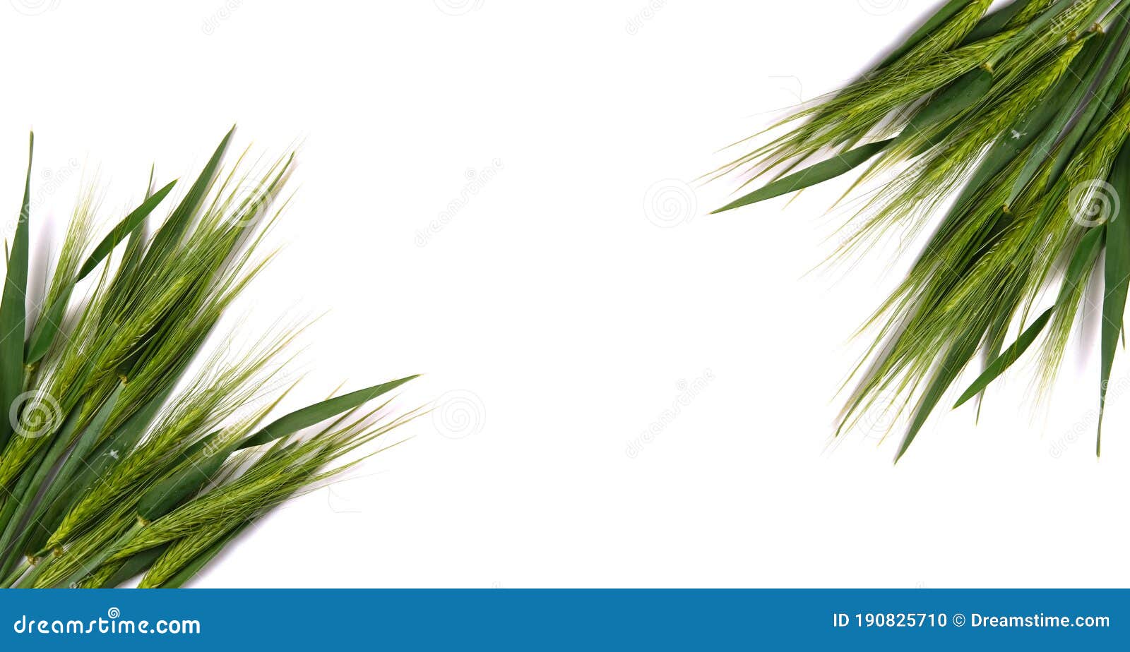 Green Fresh Wheat Heads on White Copy Space Background Stock Photo ...