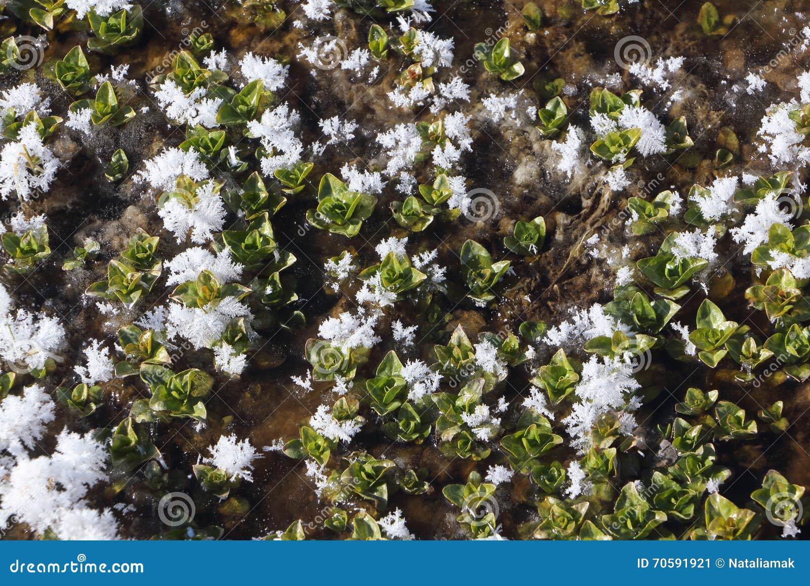 Green Freshwater River Algae in Hoarfrost in the Spring Stock Image ...