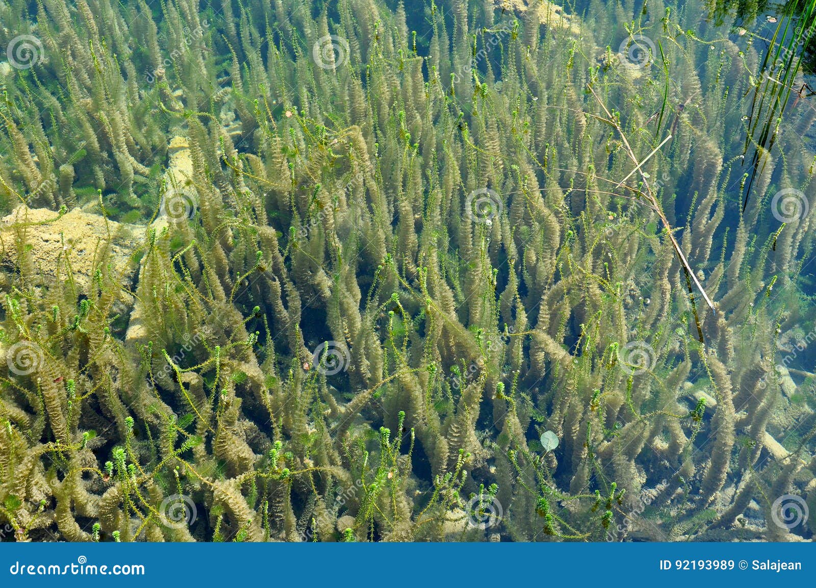Green Freshwater Underwater Vegetation Stock Image - Image of marine ...